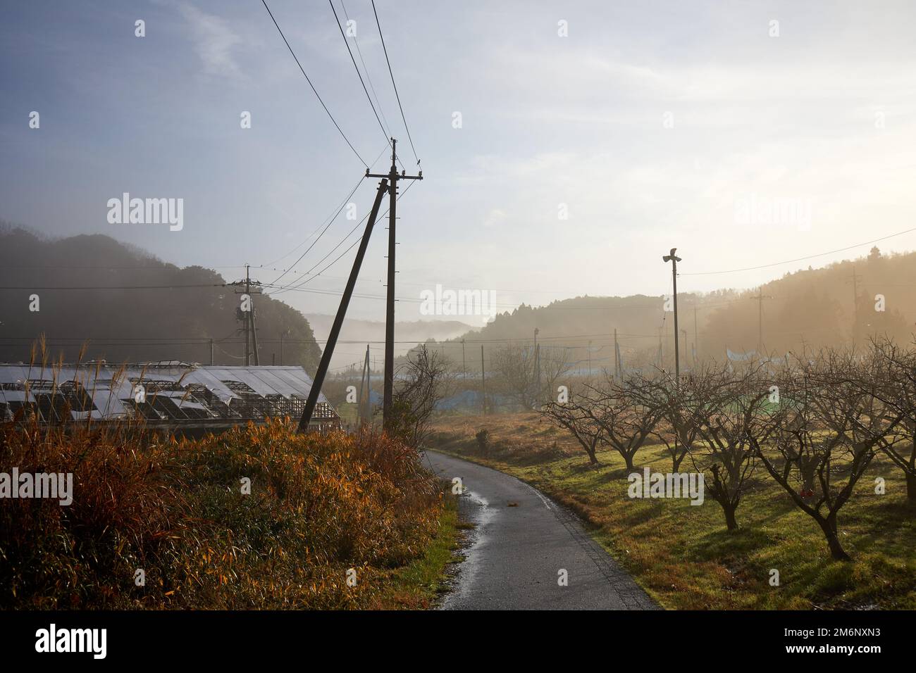Morning light over persimmon trees, winter; Tofukucho, Izumo, Shimane ...