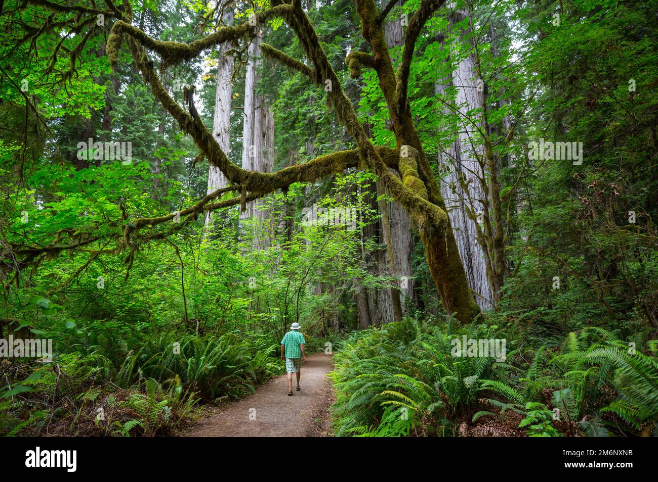 Hike in the forest Stock Photo - Alamy