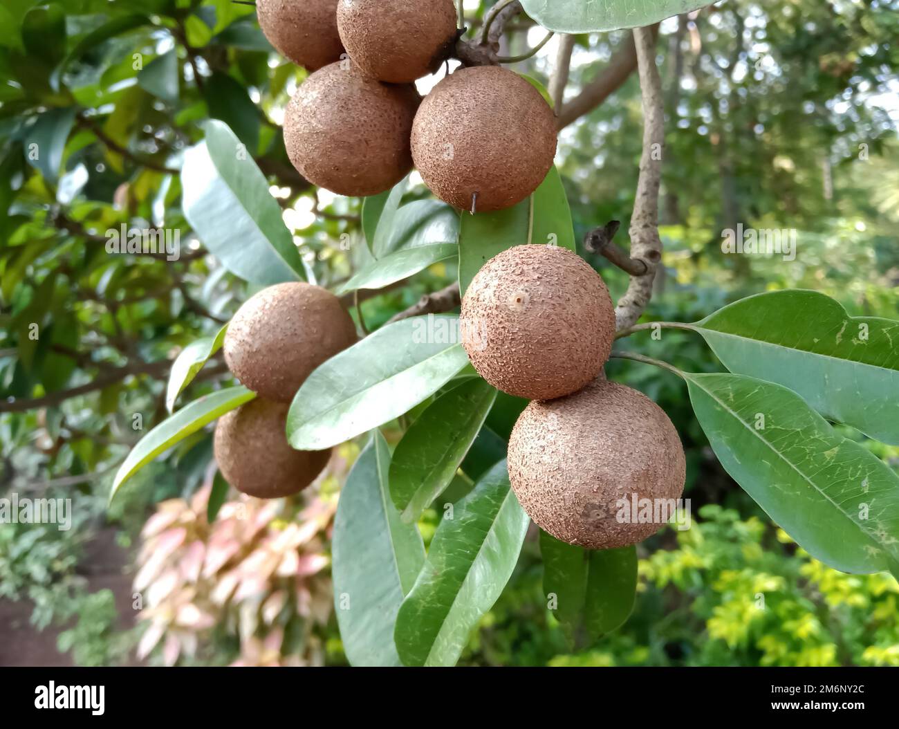 Chiku fruits tree in Indian agriculture Stock Photo - Alamy