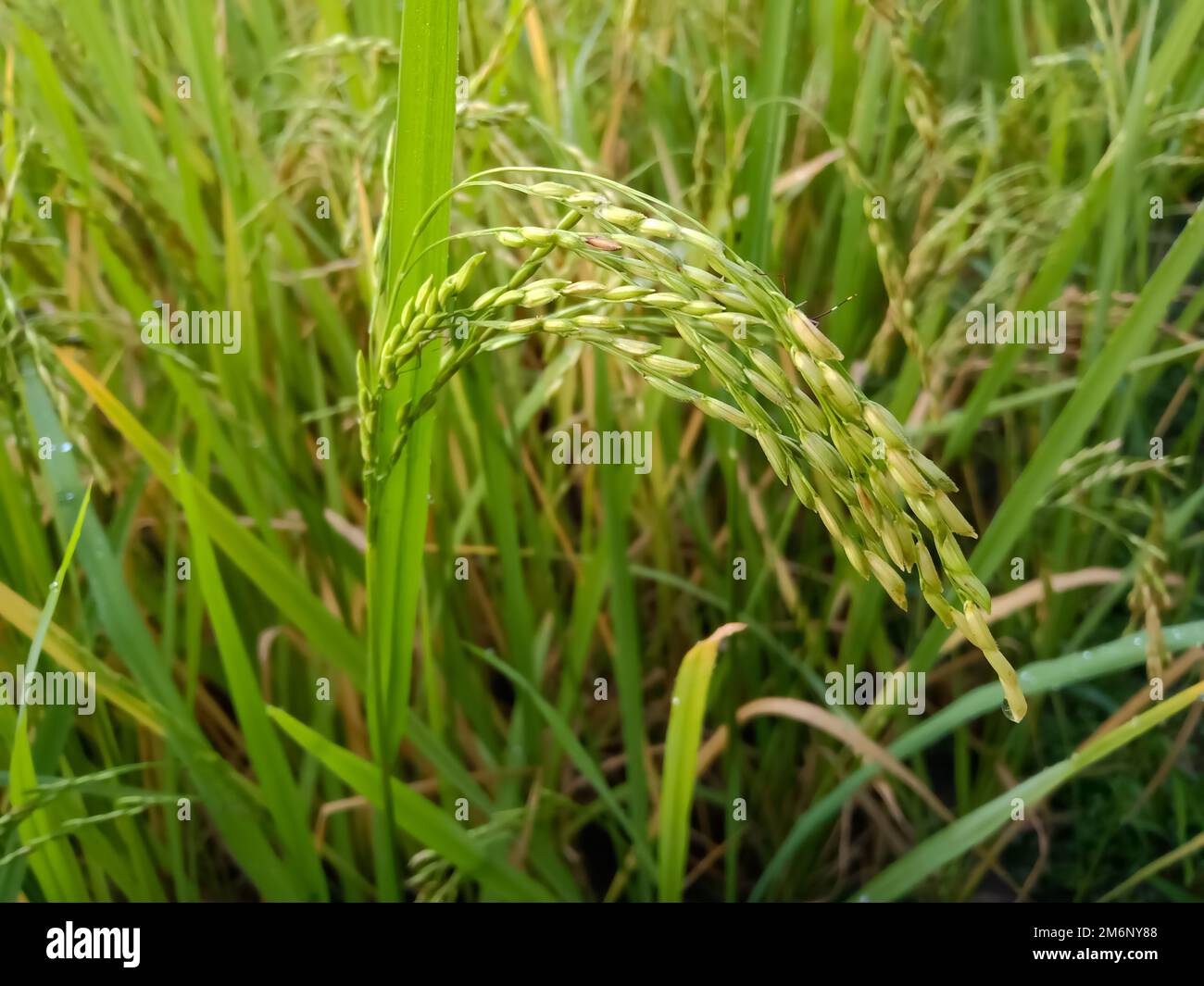 Indian best good variety of rice farming in rural areas Stock Photo - Alamy