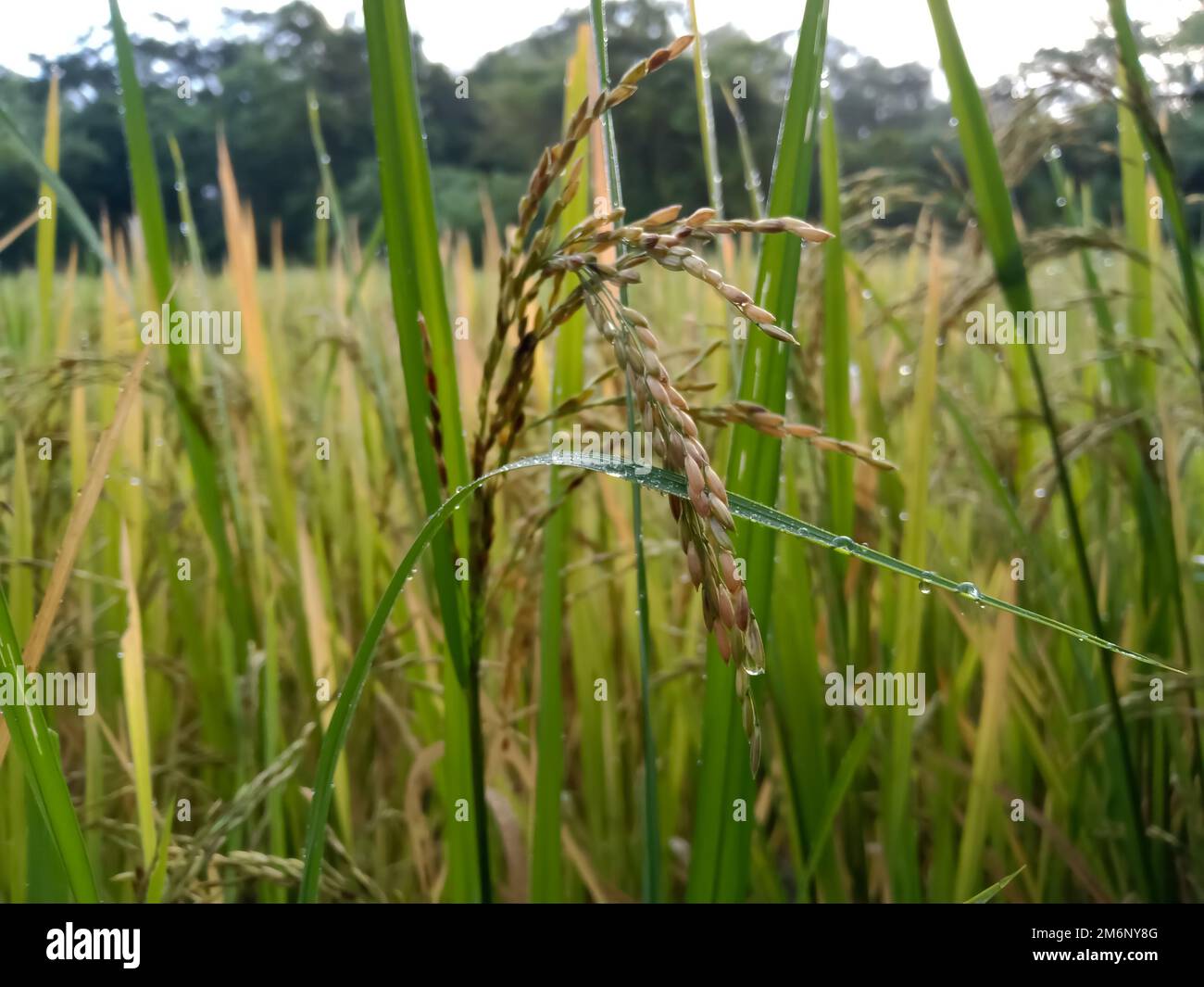 Indian best good variety of rice farming in rural areas Stock Photo - Alamy