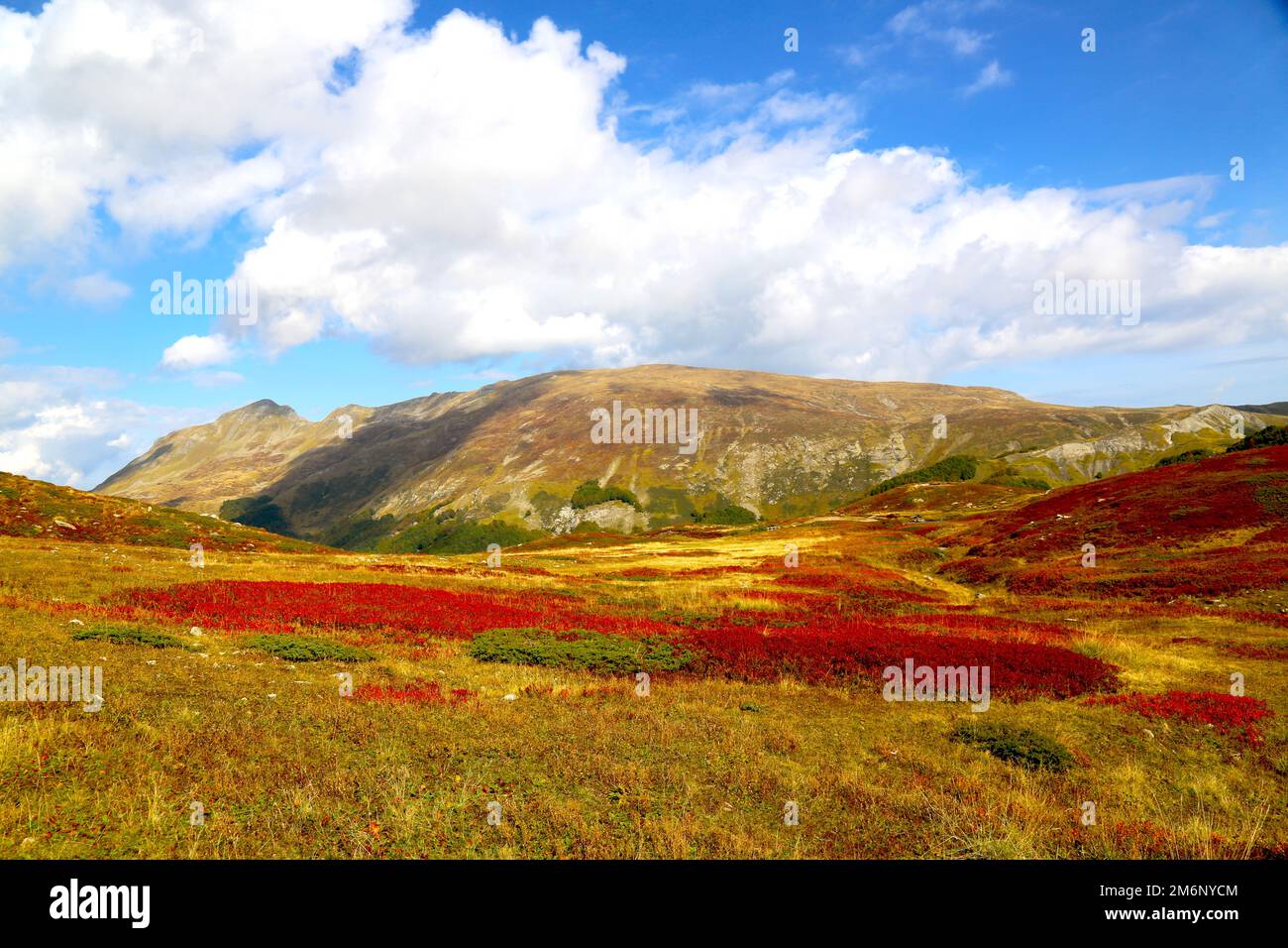 Tuscan-Emilian Apennines landscape with autumn blueberry plants Stock ...