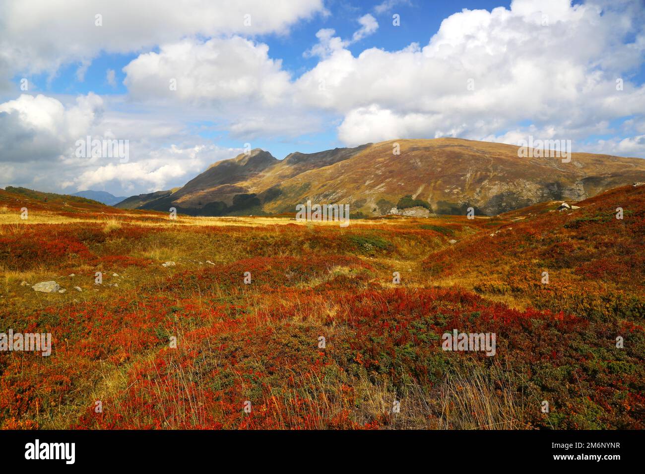 Tuscan-Emilian Apennines landscape with autumn blueberry plants Stock ...