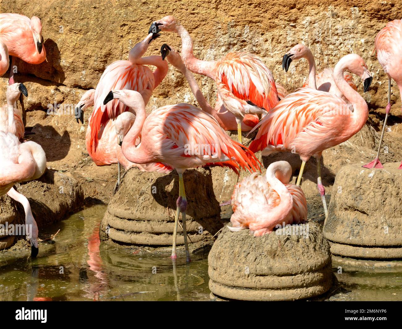 Flamingo nest hi-res stock photography and images - Alamy
