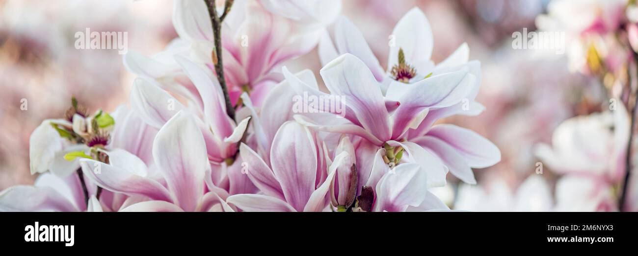 Pink Magnolia Tree with Blooming Flowers during Springtime Stock Photo ...