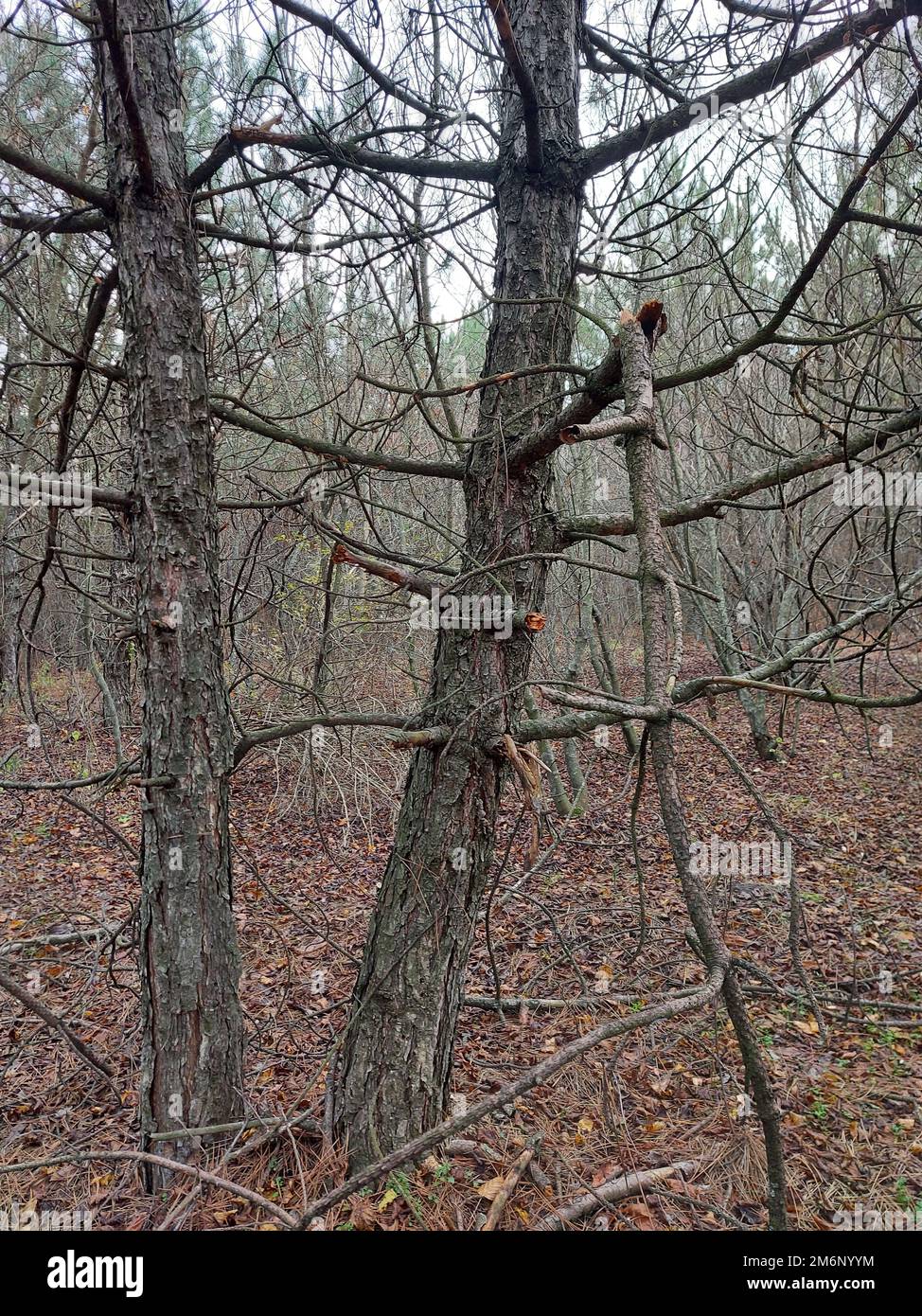 Dead dry pine forest. Forest in autumn Stock Photo - Alamy