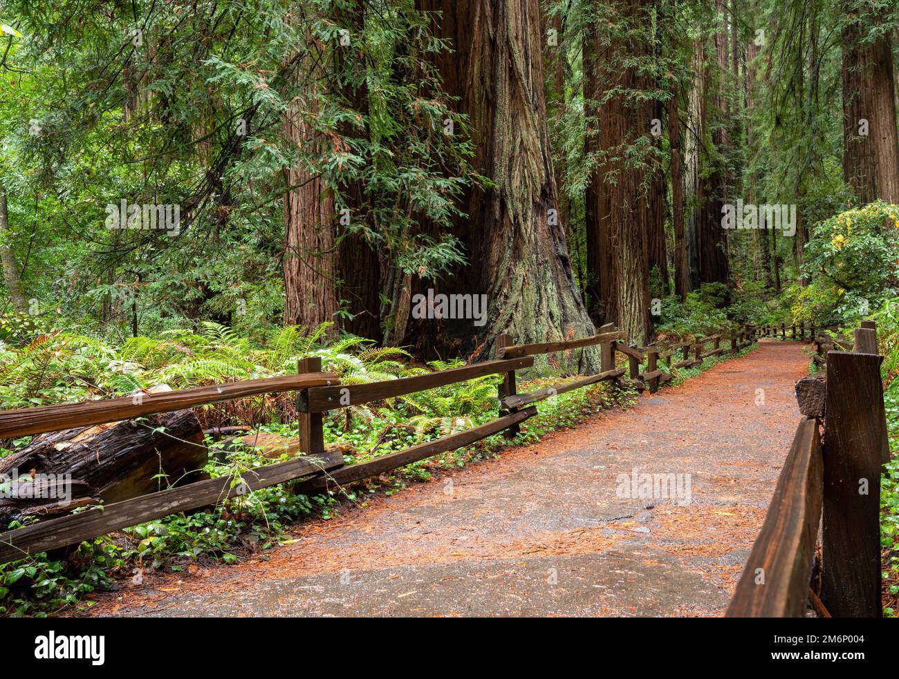 Walking path in a Redwood Forest Stock Photo - Alamy