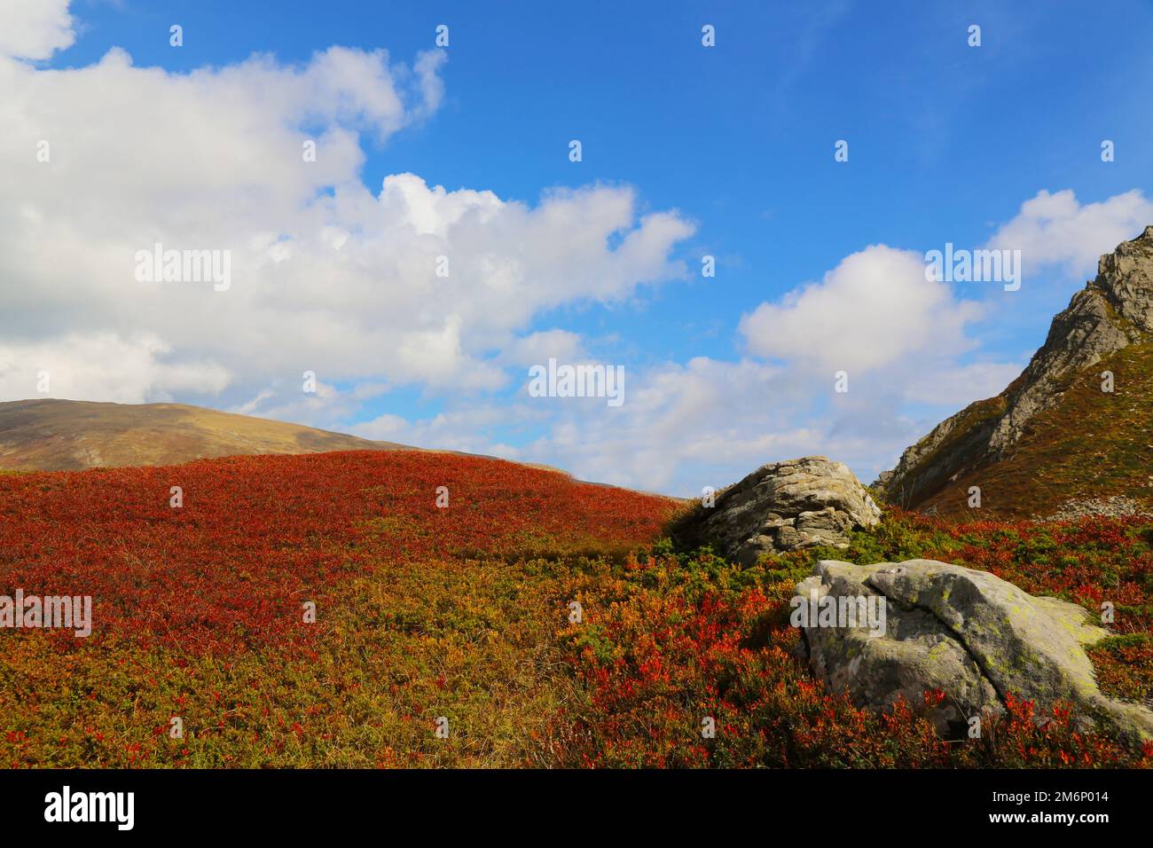 Tuscan-Emilian Apennines landscape with autumn blueberry plants Stock ...