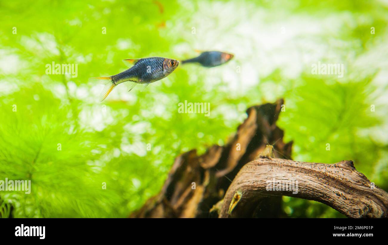 A closeup of fish swimming in water Stock Photo - Alamy