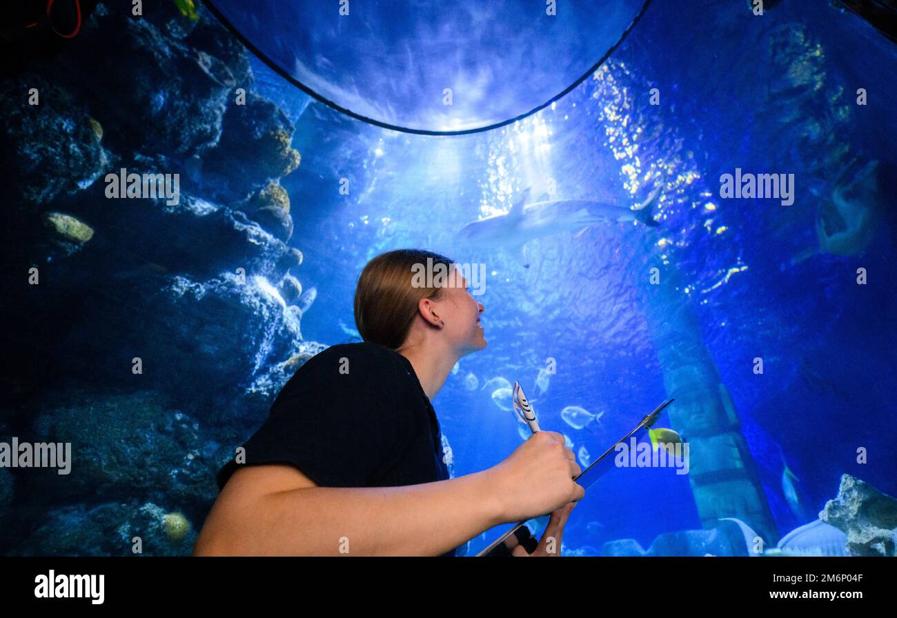 Lisa fish hi-res stock photography and images - Alamy