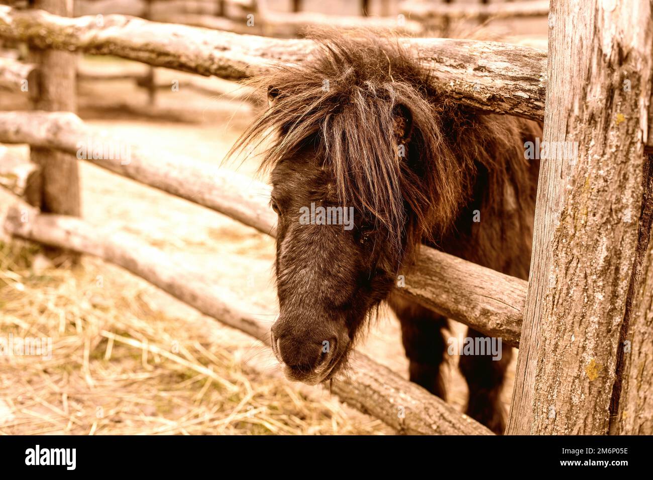 Pony in enclosure on animal farm. High quality photo Stock Photo - Alamy