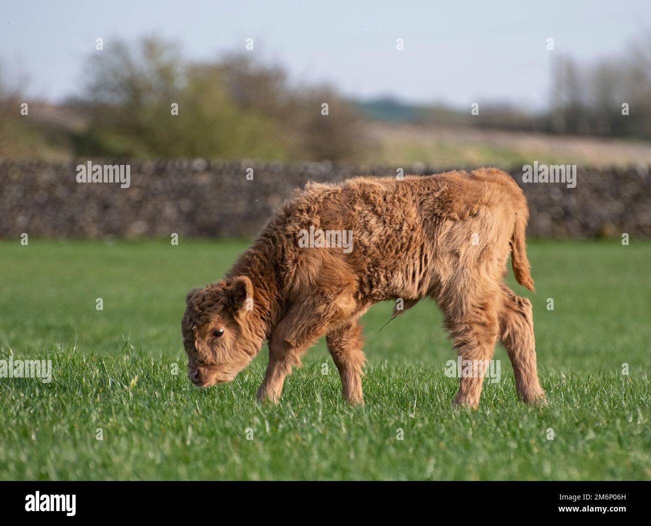 Highland bull calf on green field with stone wall behind. Blonde colour ...