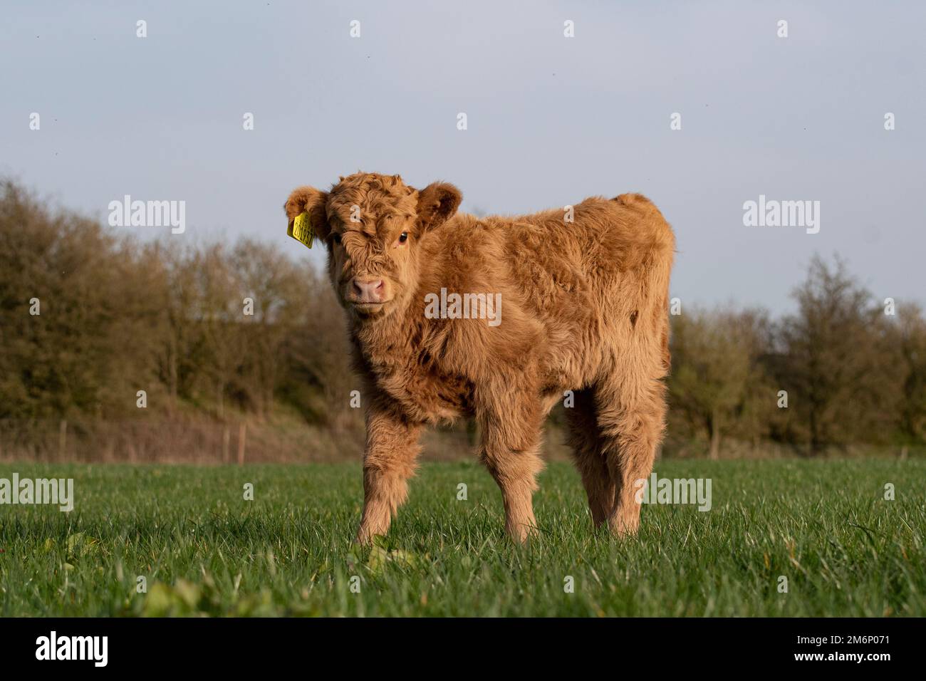Highland calf on green field looking at camera. Blonde colour with cute ...