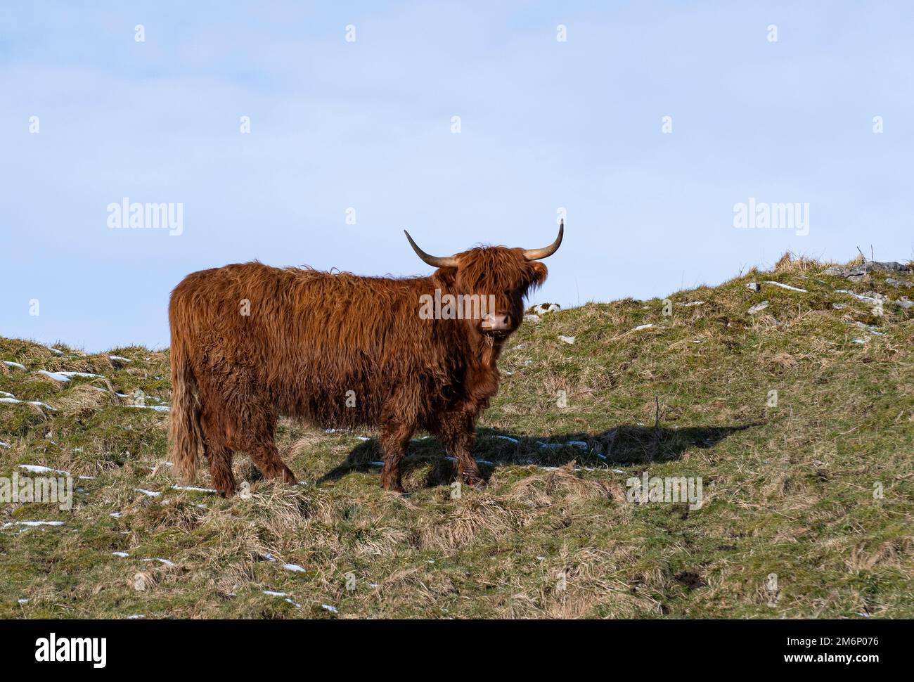 Highland Cow on hillside with blue sky and snow in the Yorkshire Dales ...