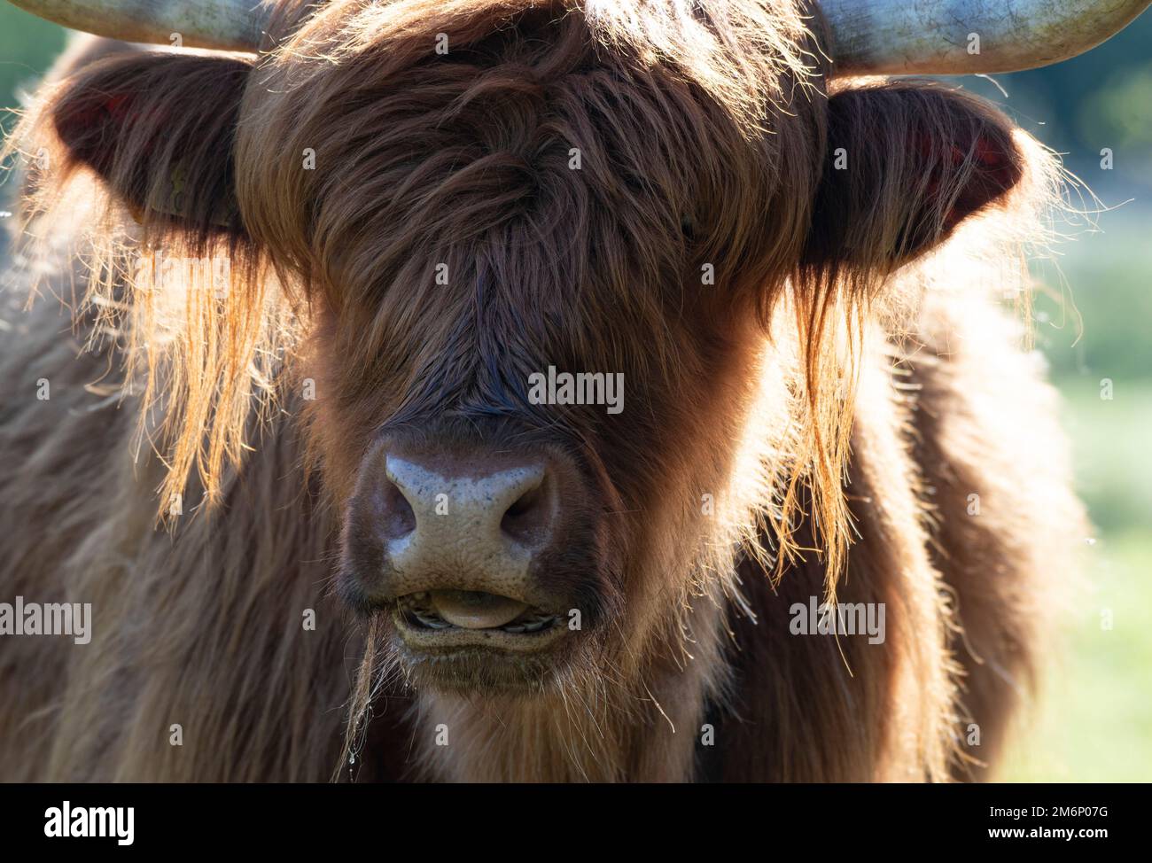 Highland cow red, close up of face with tongue out and long hair around ...