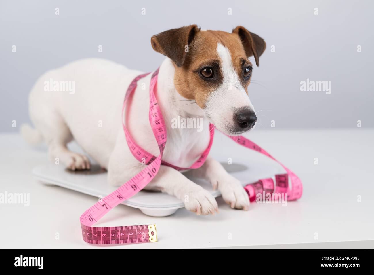 Dog jack russell terrier stands on a scale with a measuring tape Stock ...