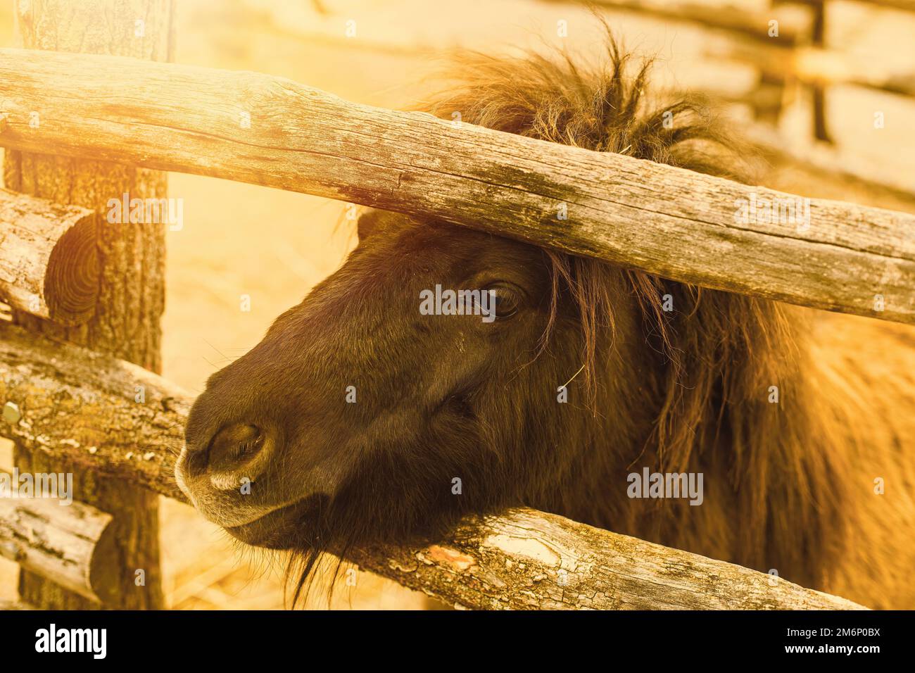 Ponies in enclosure on hi-res stock photography and images - Alamy