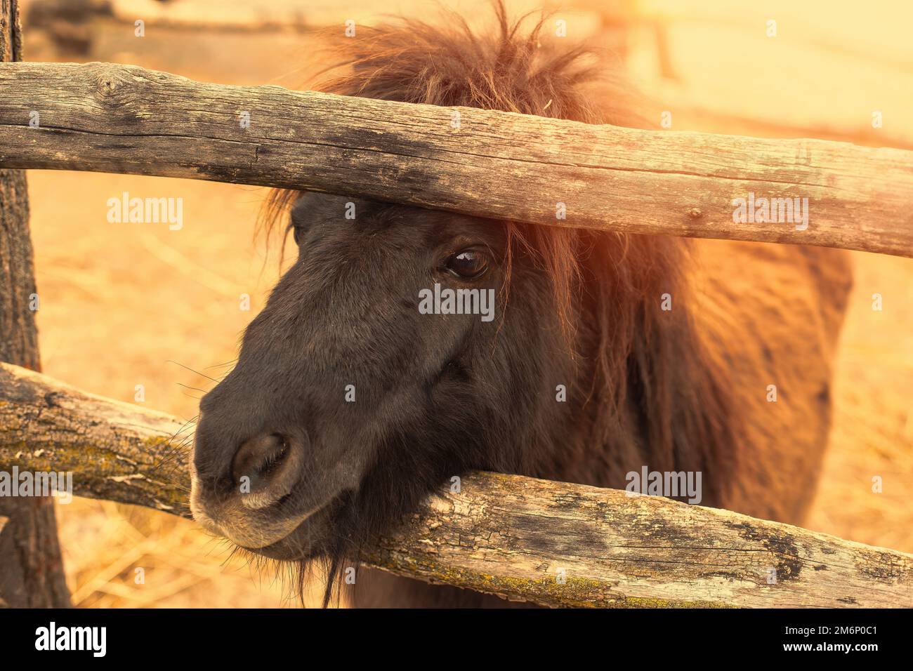 Ponies in enclosure on hi-res stock photography and images - Alamy