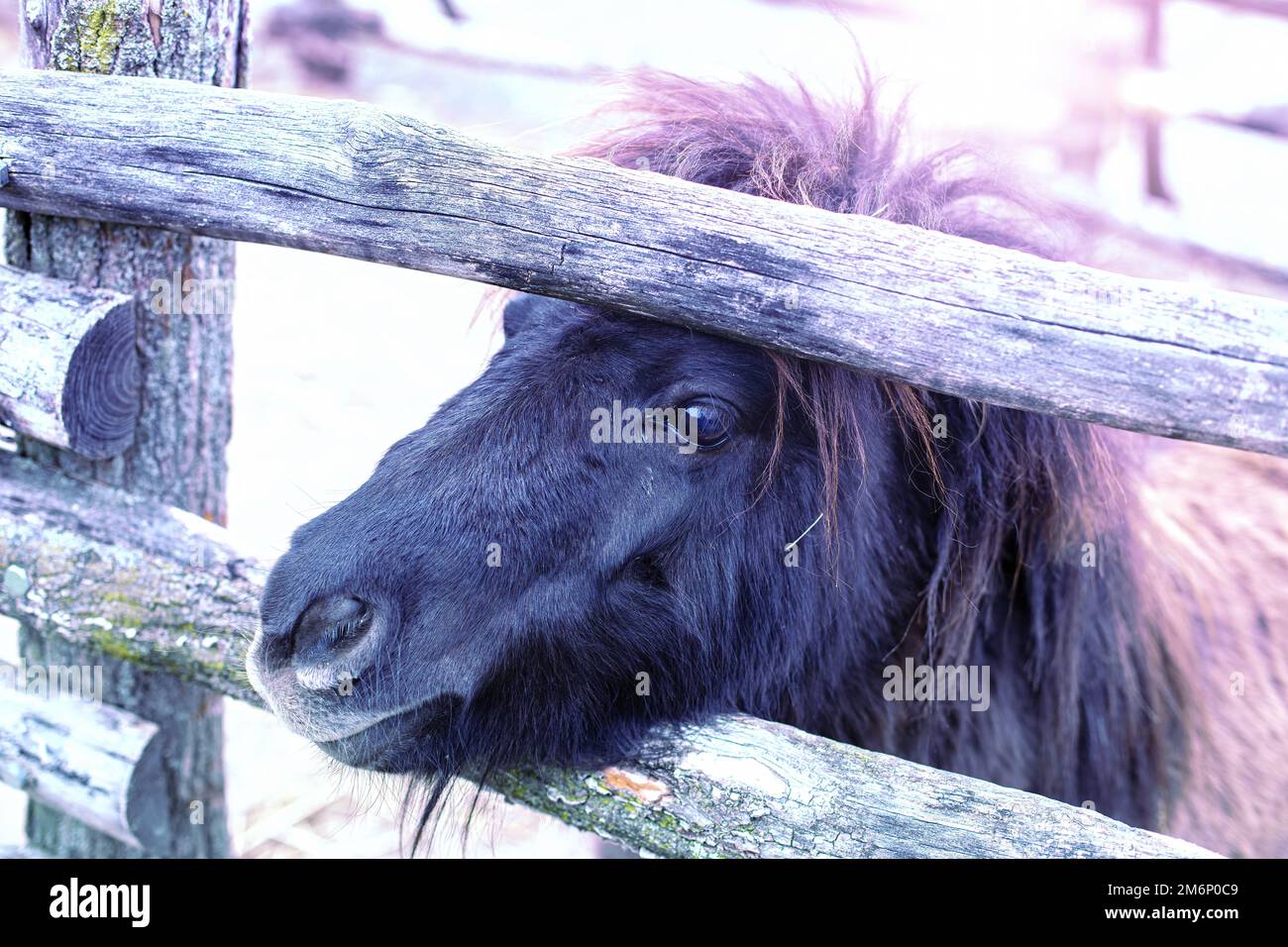 Pony in enclosure on animal farm. High quality photo Stock Photo - Alamy