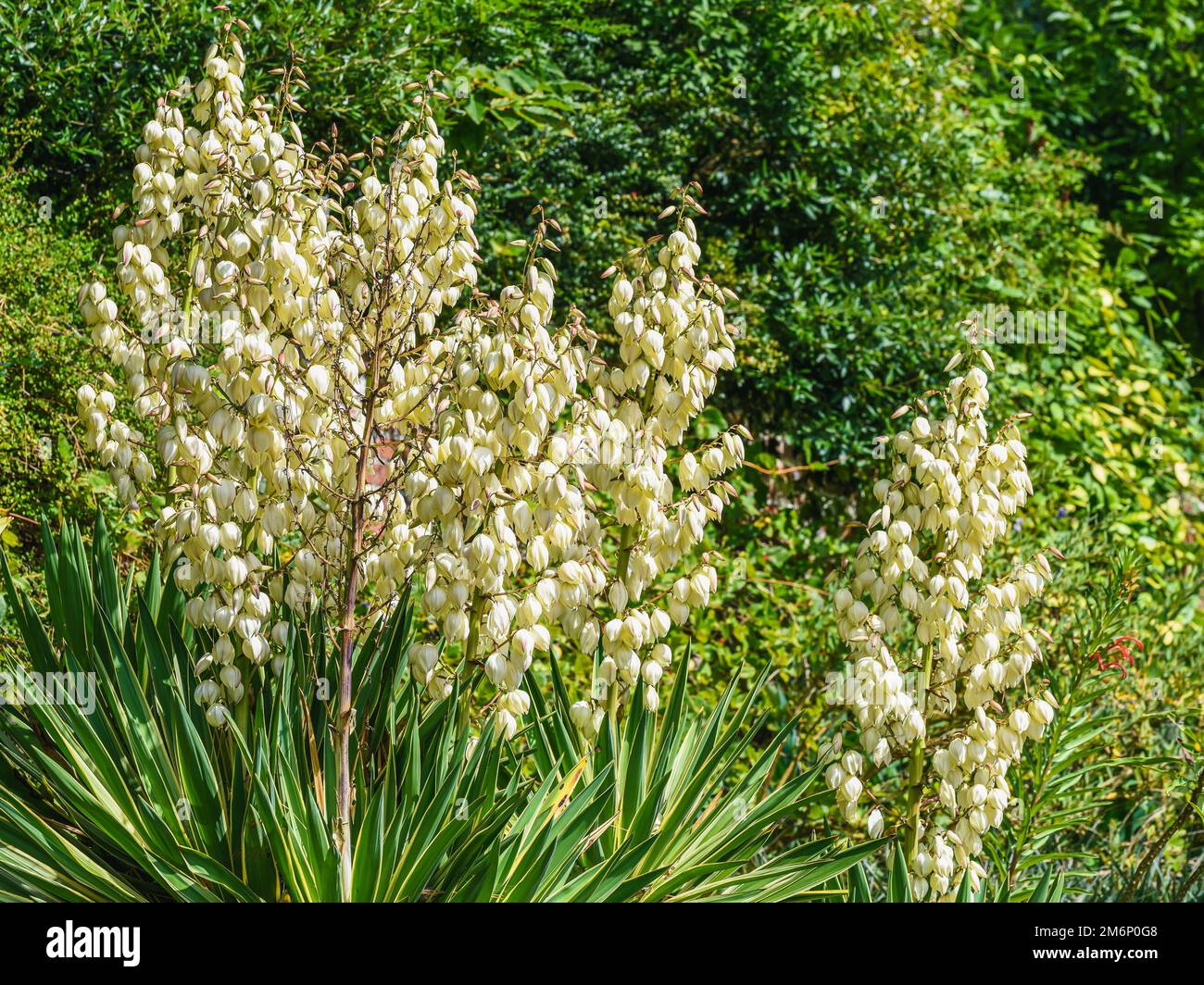 Adams Needle, Yucca Filamentosa, Gardens, Devon, England Stock Photo ...