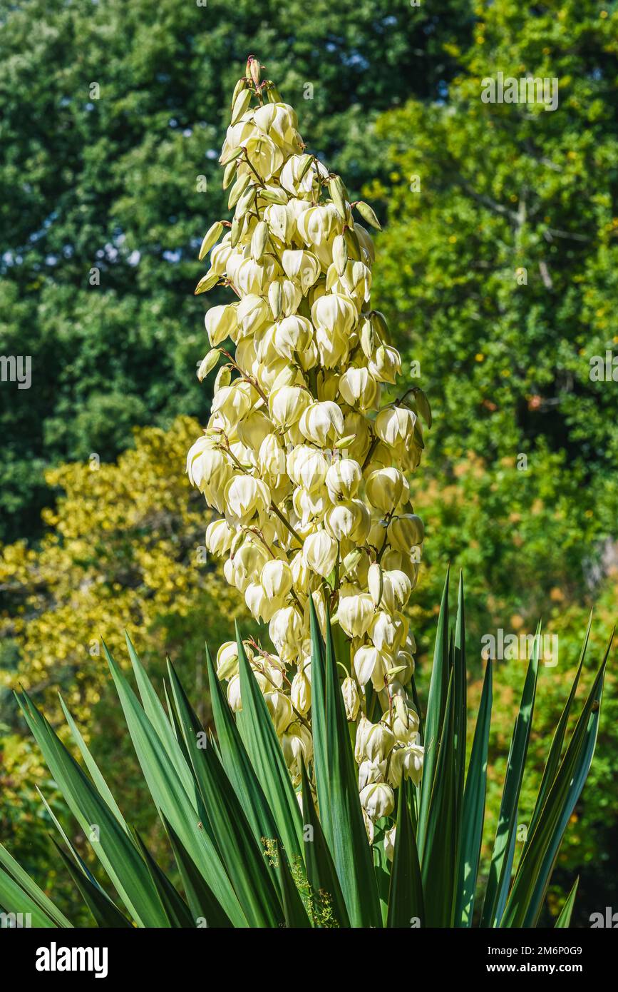 Adams Needle, Yucca Filamentosa, Gardens, Devon, England Stock Photo ...