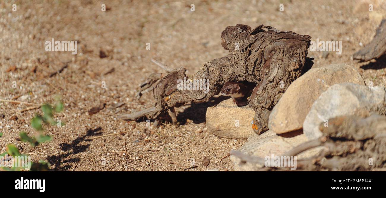 Weasel hole hi-res stock photography and images - Alamy