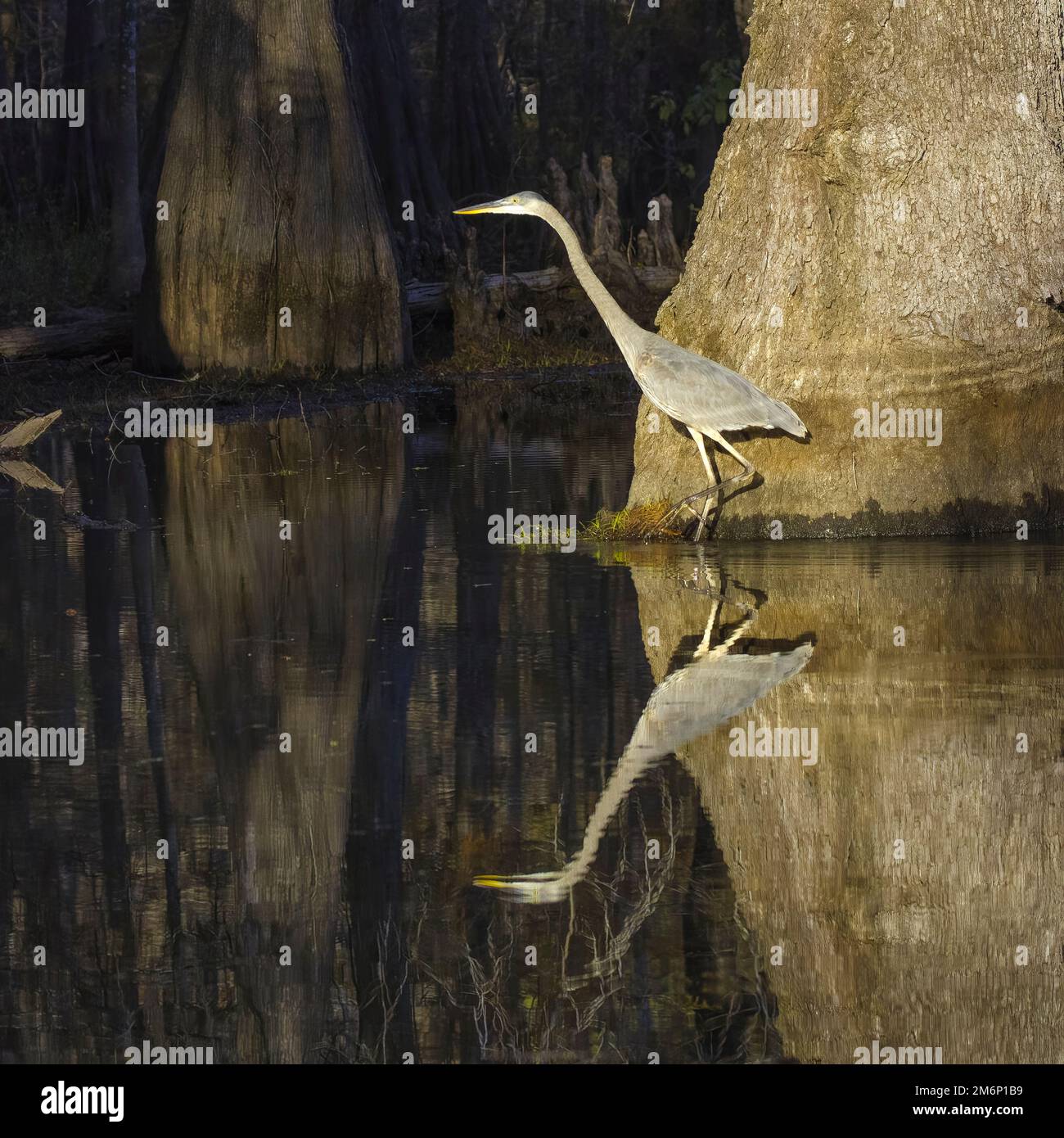 A great blue heron wades casting a clear reflection in the shallow ...