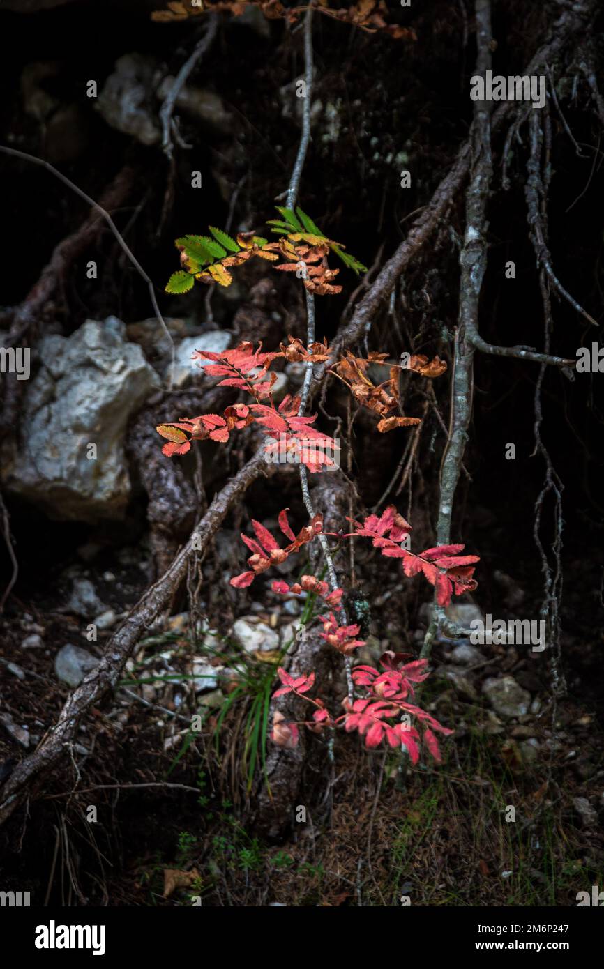 Flora of mountain tara hi-res stock photography and images - Alamy