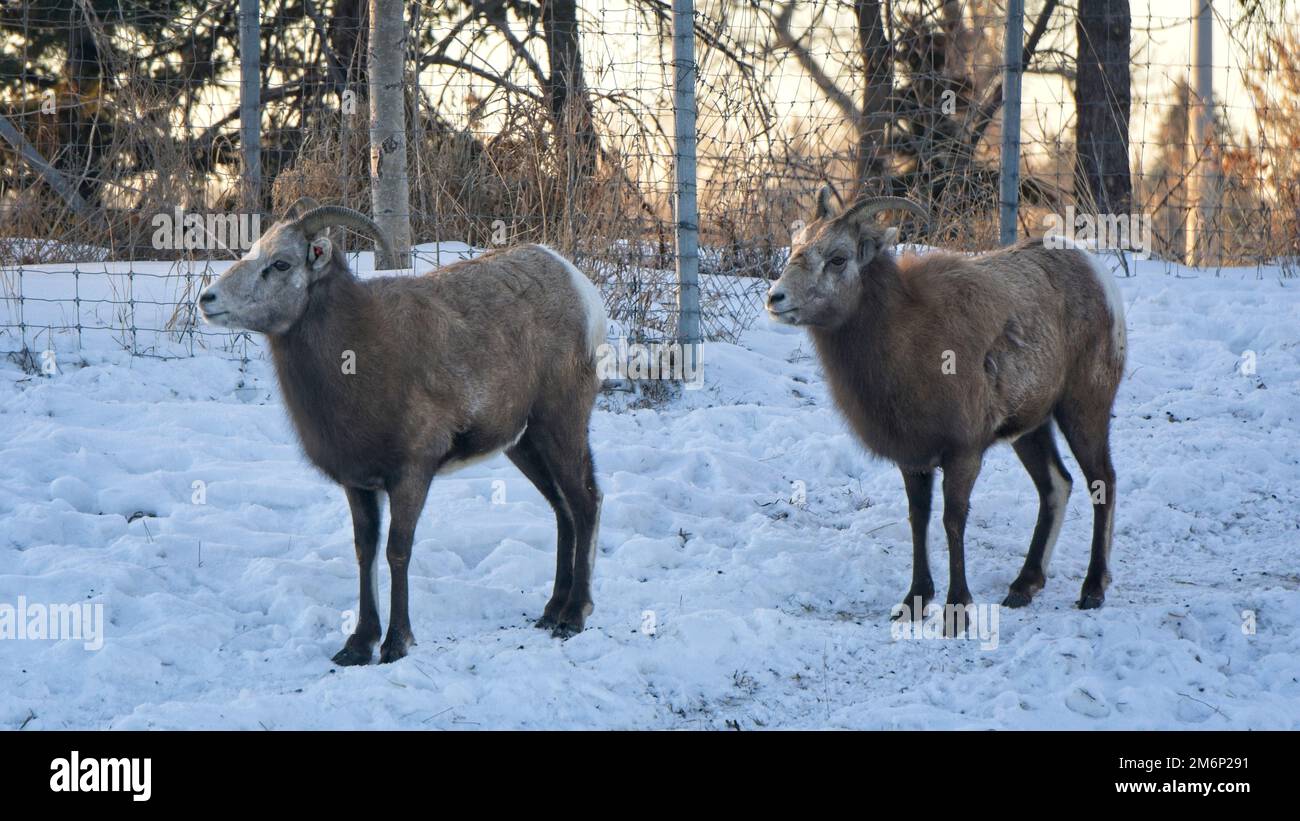 Calgary alberta zoo hi-res stock photography and images - Alamy