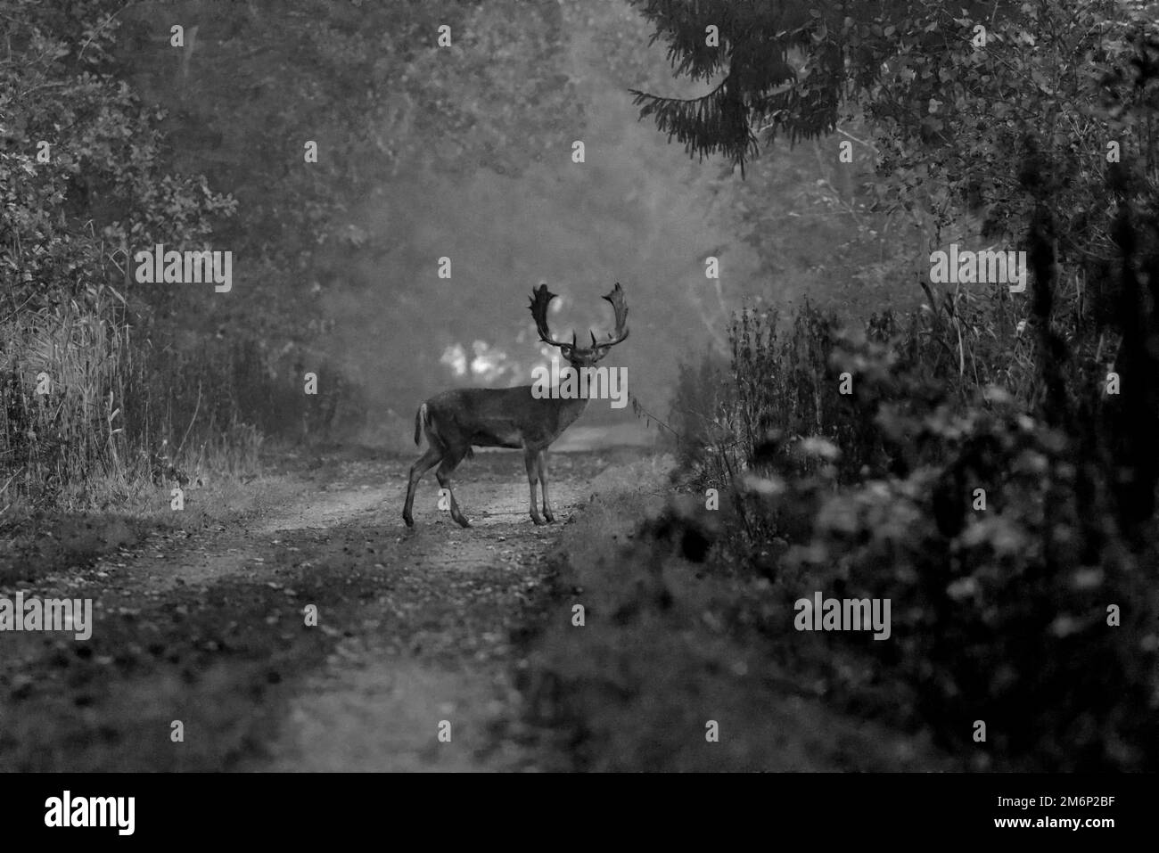A grayscale of a deer on the pathway in the forest Stock Photo - Alamy