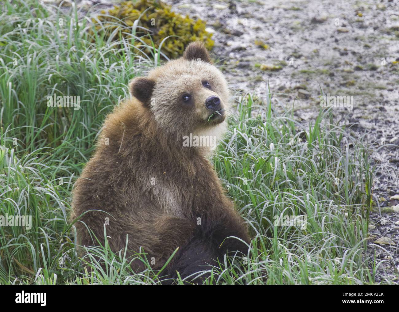 Eats native grasses hi-res stock photography and images - Alamy