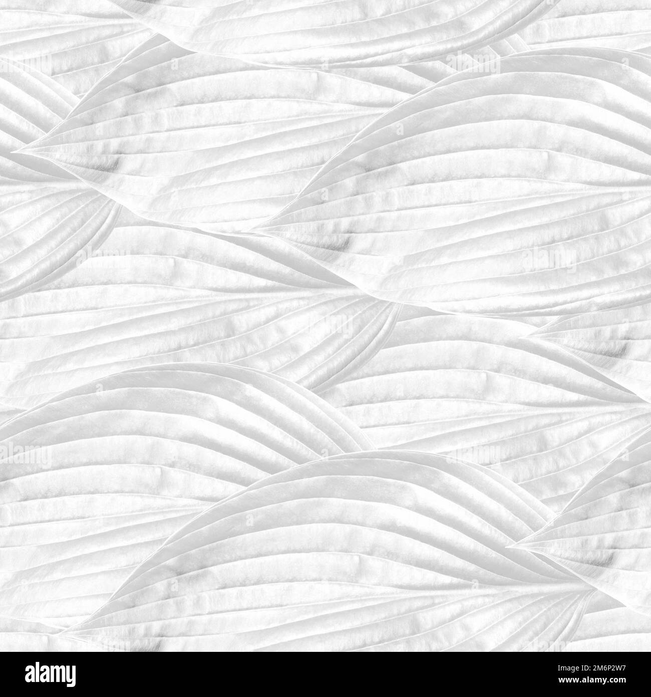 Hosta leaves background Black and White Stock Photos & Images - Alamy