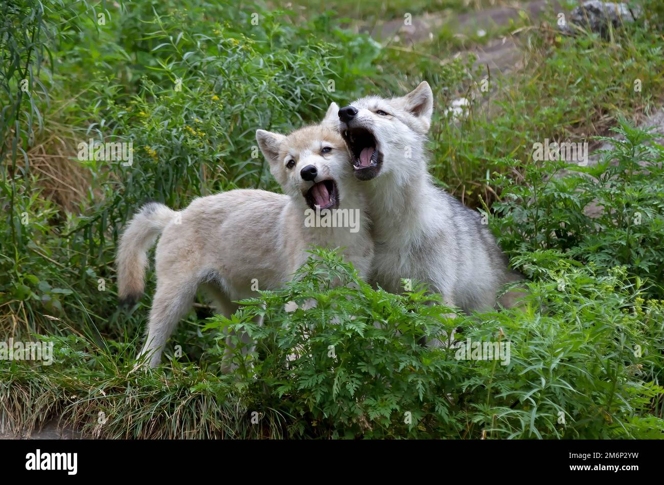 Timber Wolf or grey wolf Canis lupus pups howling near their den in ...