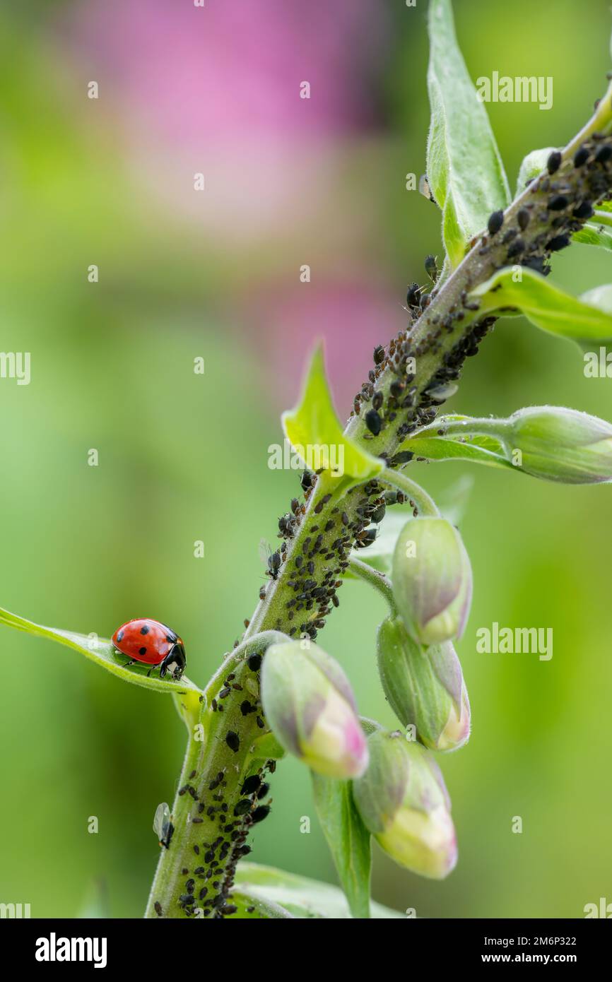 Ladybird eating aphid Stock Photo - Alamy