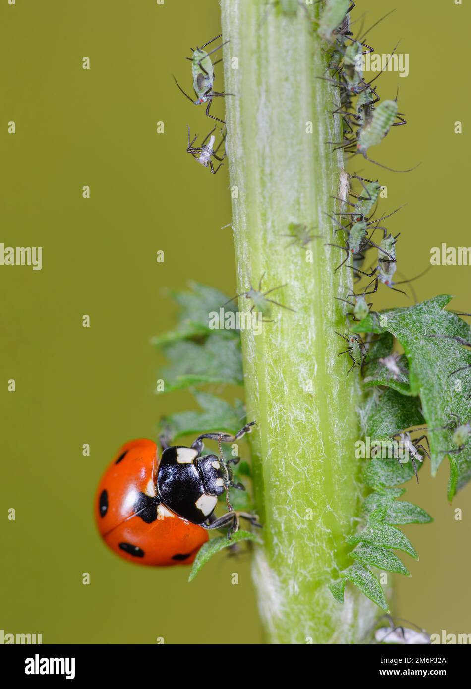 Ladybird eating aphid Stock Photo - Alamy