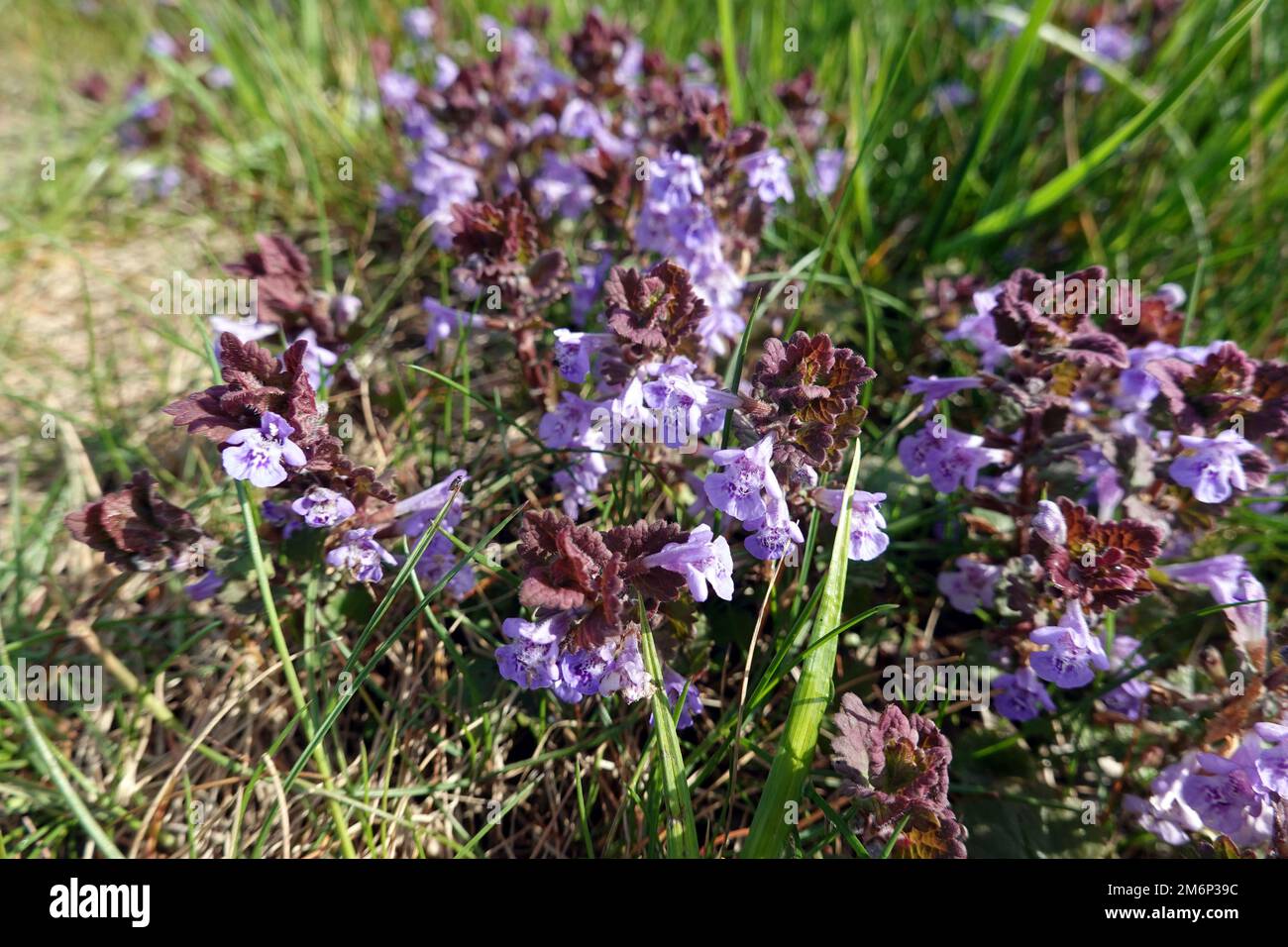Ground ivy (Glechoma hederacea), also known as real ground ivy ...