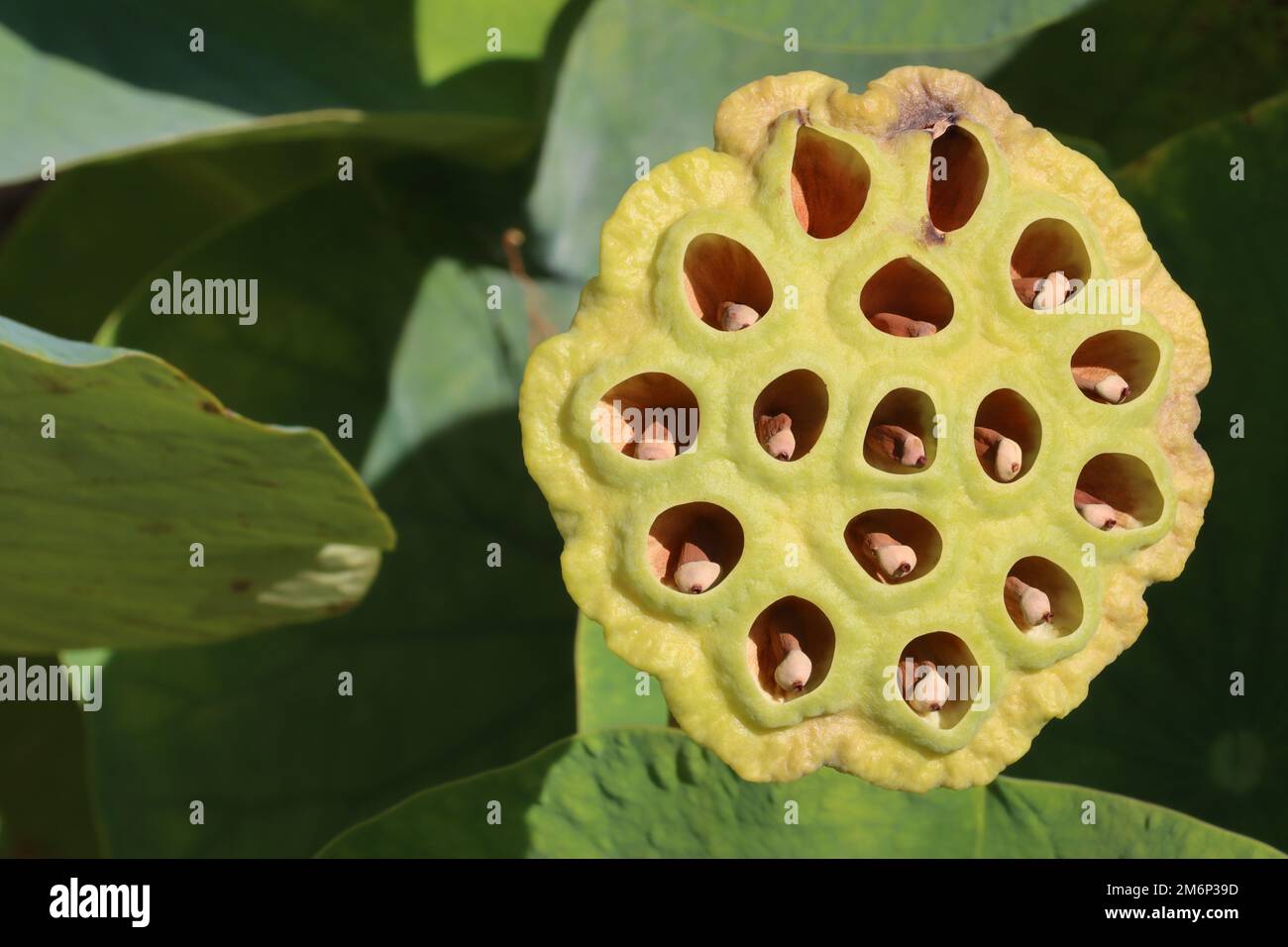 Indian lotus flower (Nelumbo nucifera) - seed stand Stock Photo - Alamy