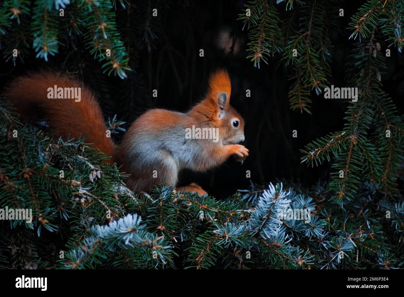 A furry red squirrel eating a nut on an evergreen tree branch Stock ...