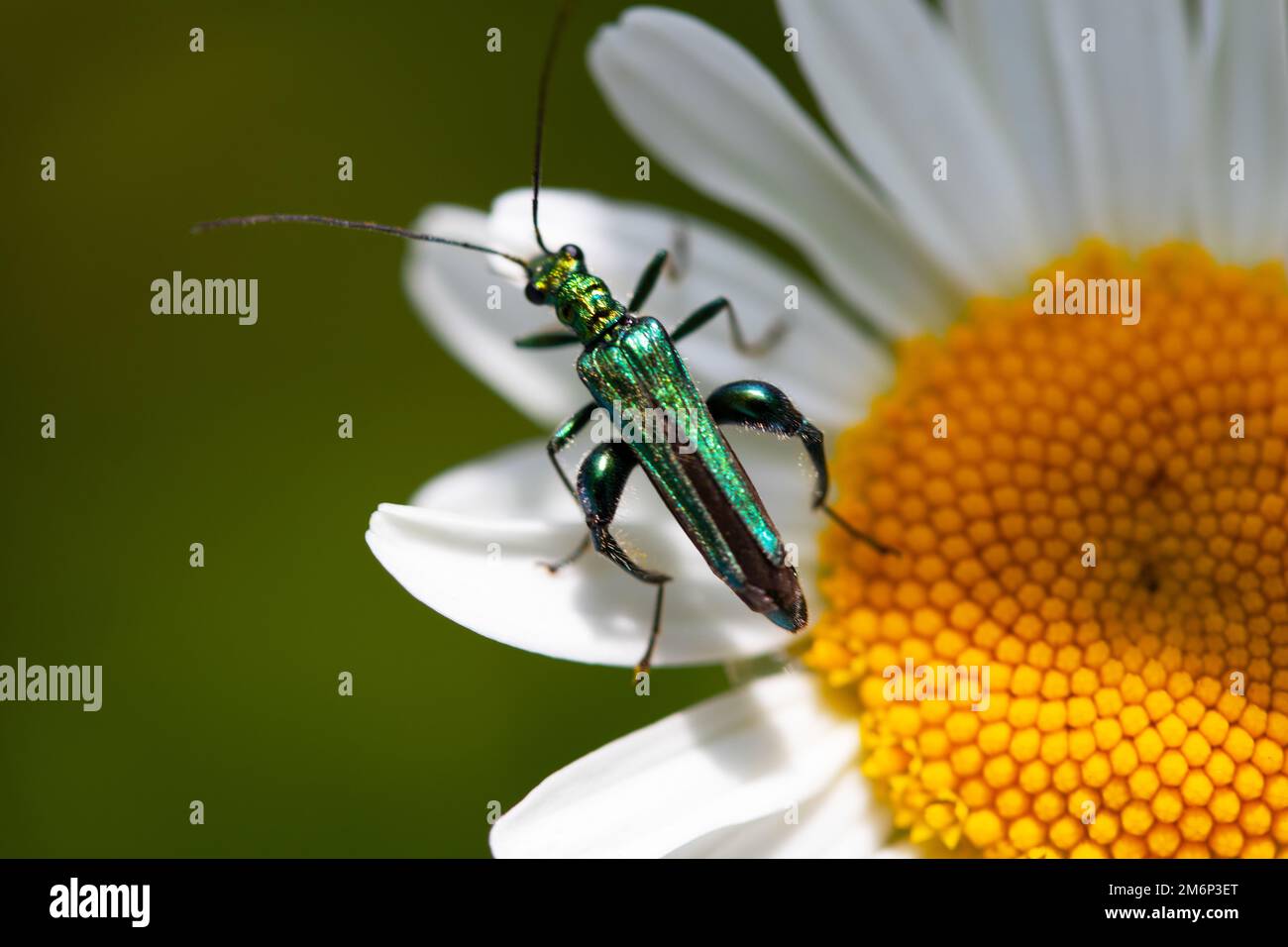 Shiny insect hi-res stock photography and images - Alamy