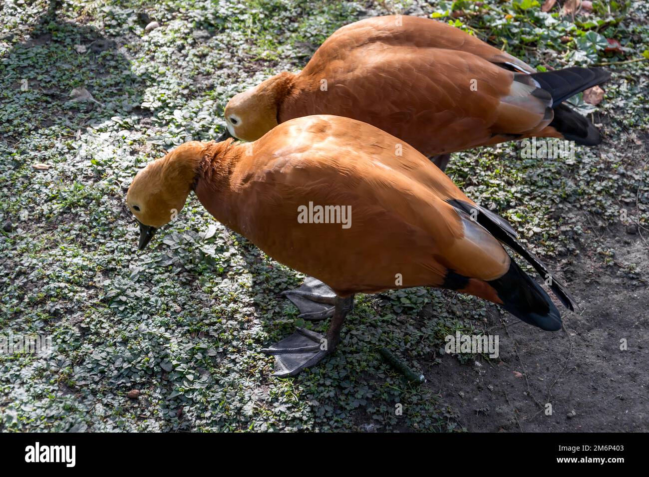 A pair Ruddy Shelduck or Brahminy Duck (Tadorna ferruginea Stock Photo ...