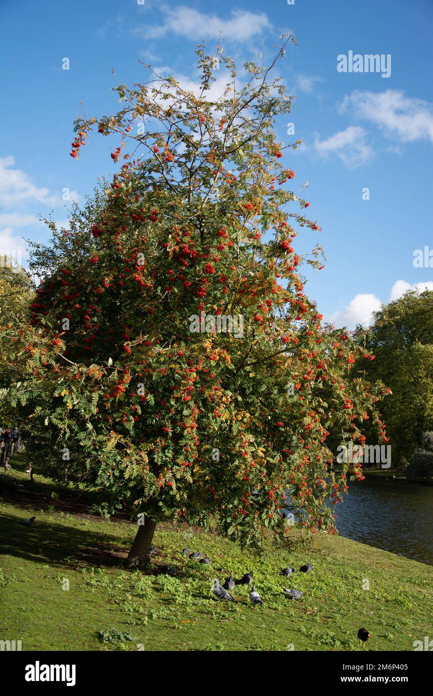 Fruit of the Rowan or Moutain Ash Tree on the side of a lake Stock ...