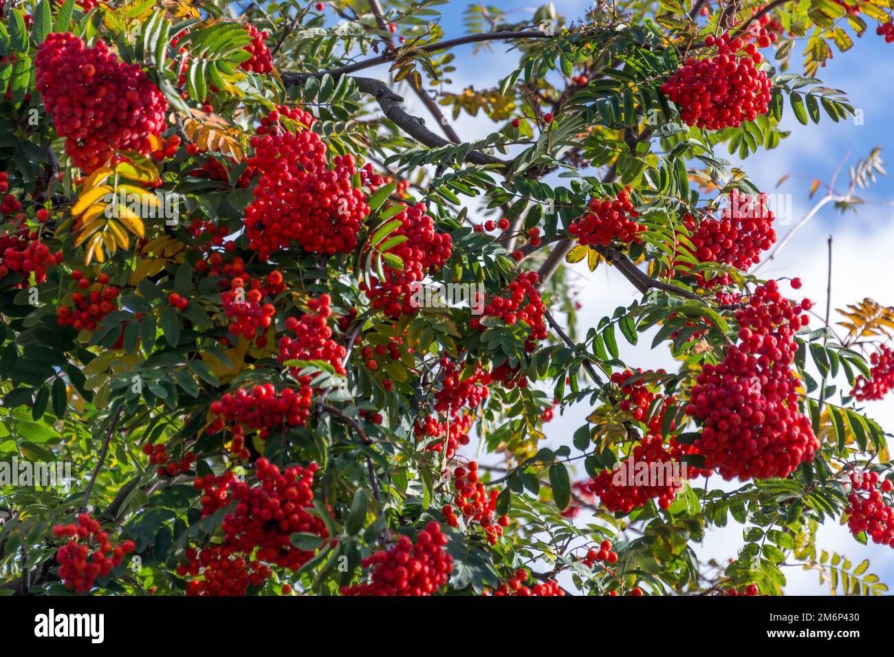 Fruit of the Rowan or Moutain Ash Tree Stock Photo - Alamy