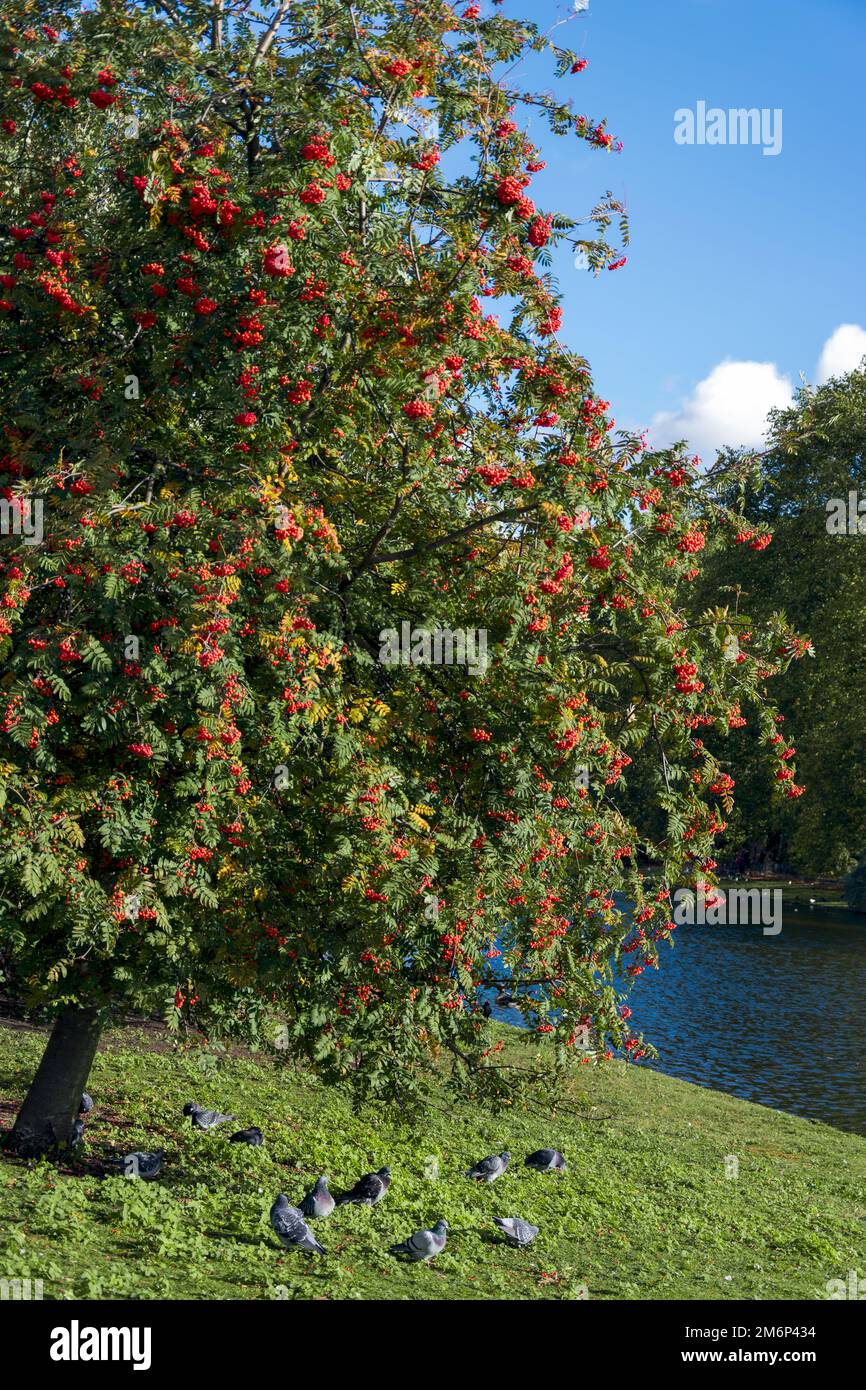 Tree red trunk fruit hi-res stock photography and images - Alamy
