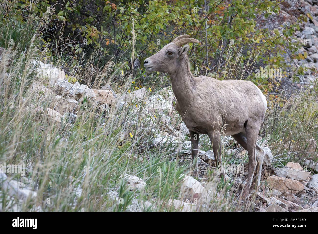 Bighorn Sheep, Ovis canadensis, on a hillside in Wyoming Stock Photo ...
