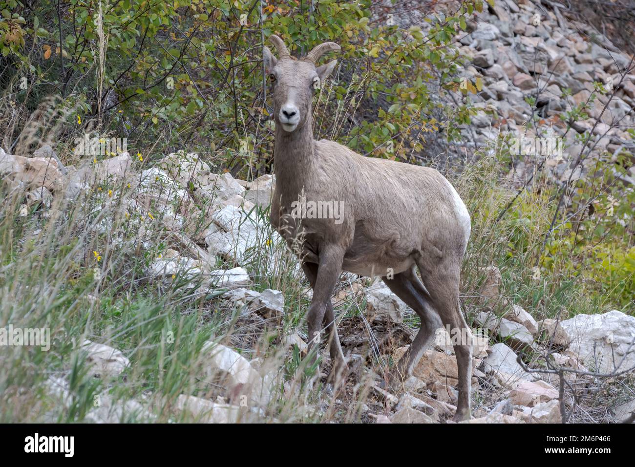 Ovis canadensis standing hi-res stock photography and images - Alamy
