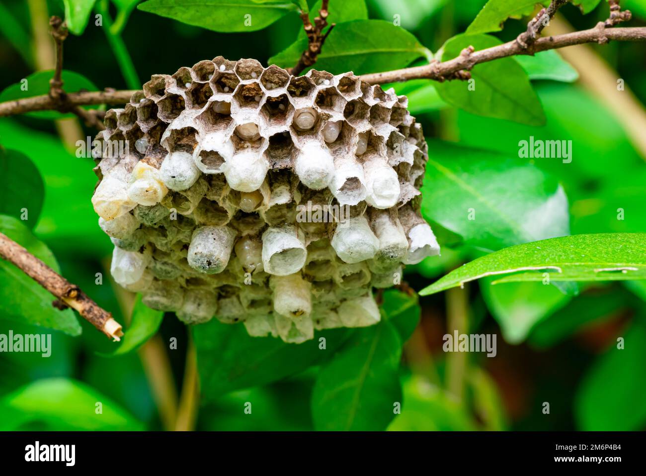 Wasp nest with larva hanging in a tree Stock Photo - Alamy