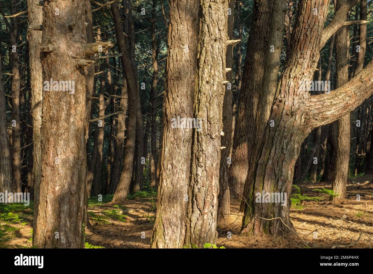Pine tree trunk forest Stock Photo - Alamy
