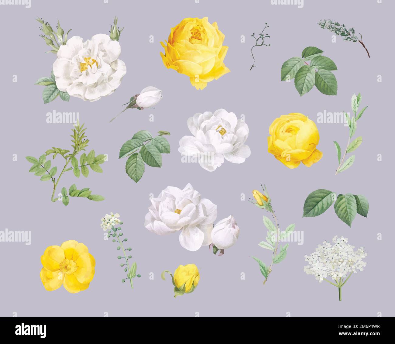 Colorful yellow flowers bloom Stock Vector Images - Alamy