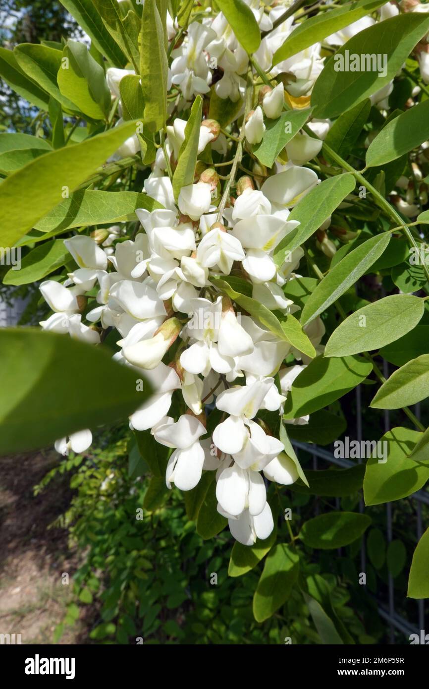 Common robinia (Robinia pseudoacacia), false acacia, false acacia ... Common robinia (Robinia pseudoacacia), false acacia, false acacia ...