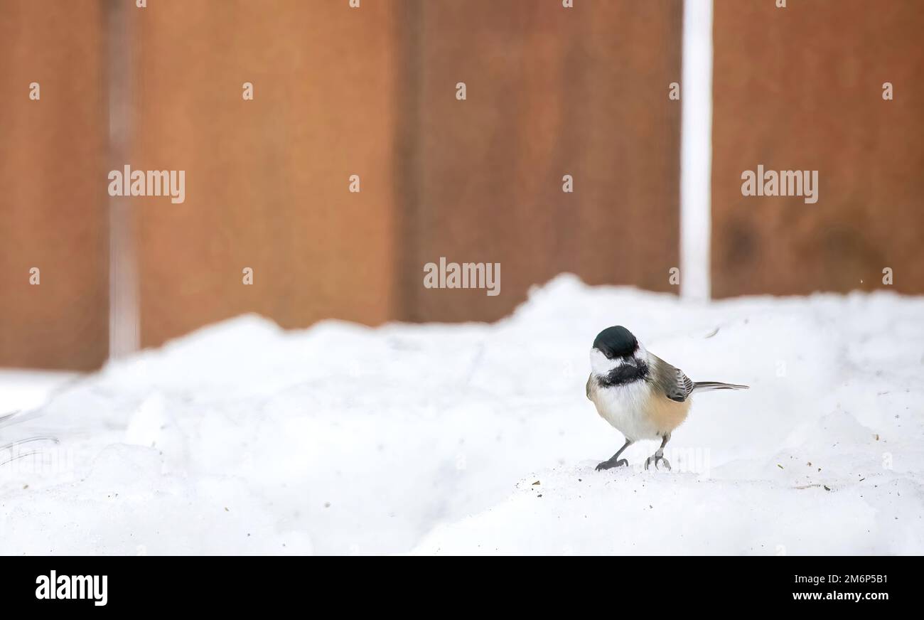 Cute little black-capped chickadee standing on top of the deep snow of ...